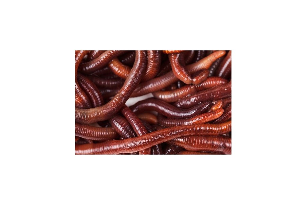 Dendrobaena Worms 250g CLICK AND COLLECT ONLY - Johnson Ross Tackle